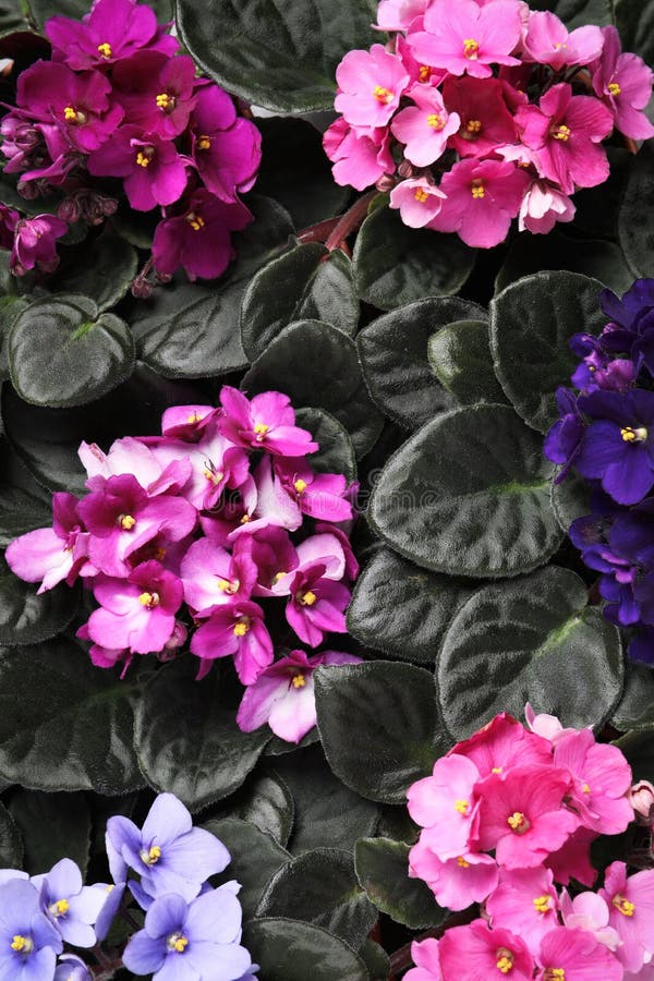 Beautiful Blooming Violets As Background, Top View. Plants for House ...
