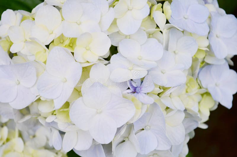 A Beautiful Blooming White and Blue French Hydrangea in a Sunny Day ...