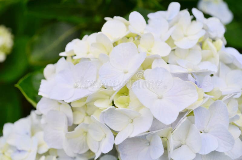 A Beautiful Blooming White and Blue French Hydrangea in a Sunny Day ...
