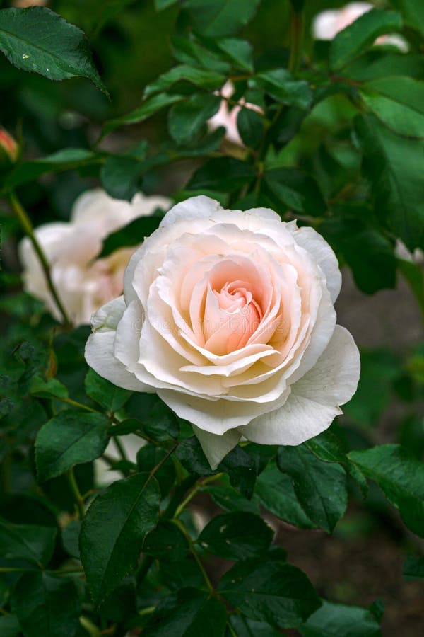 Beautiful Blooming White Cream Rose in the Park. Stock Image - Image of ...
