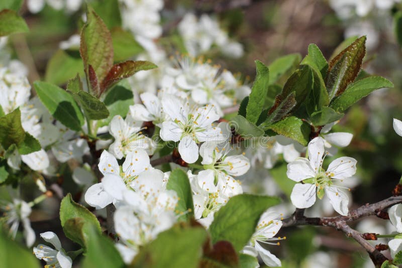 Beautiful Blooming White Large Flowers Tree Branch Stock Photo - Image ...