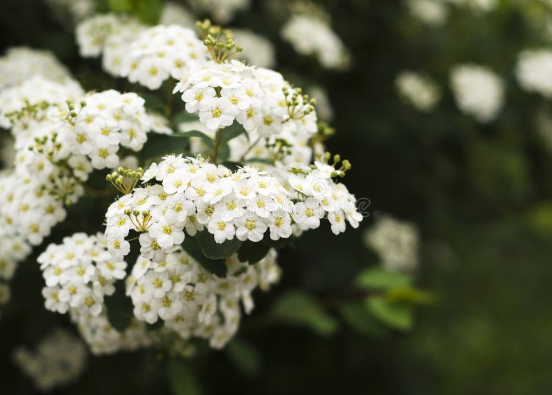 Beautiful Blooming White Spirea Flowers. White Spring Flowers 2 Stock ...