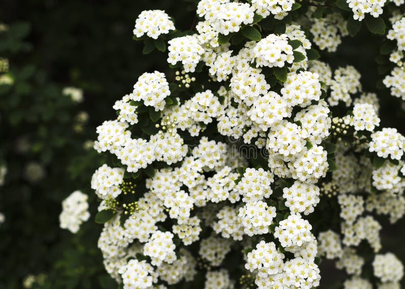 Beautiful Blooming White Spirea Flowers. White Spring Flowers 3 Stock ...