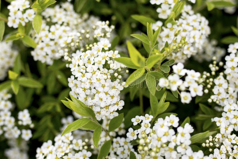 Beautiful Blooming White Spirea Flowers. White Spring Flowers Stock ...