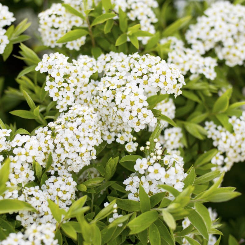 Beautiful Blooming White Spirea Flowers. White Spring Flowers Stock ...