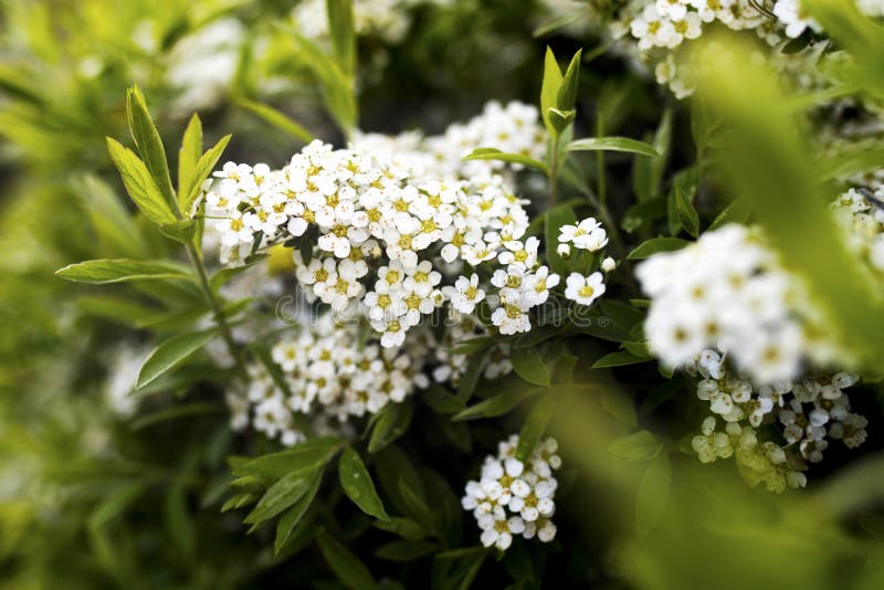 Beautiful Blooming White Spirea Flowers. White Spring Flowers Stock ...