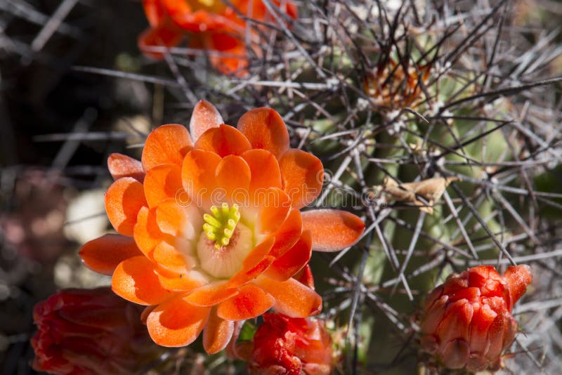 Beautiful Blooming Wild Desert Cactus Flowers. Stock Photo - Image of ...