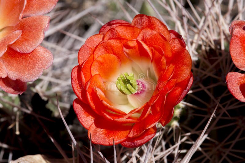 Beautiful Blooming Wild Desert Cactus Flowers. Stock Photo - Image of ...
