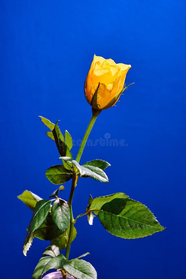 Beautiful, Blooming Yellow Rose Stock Image - Image of petal ...