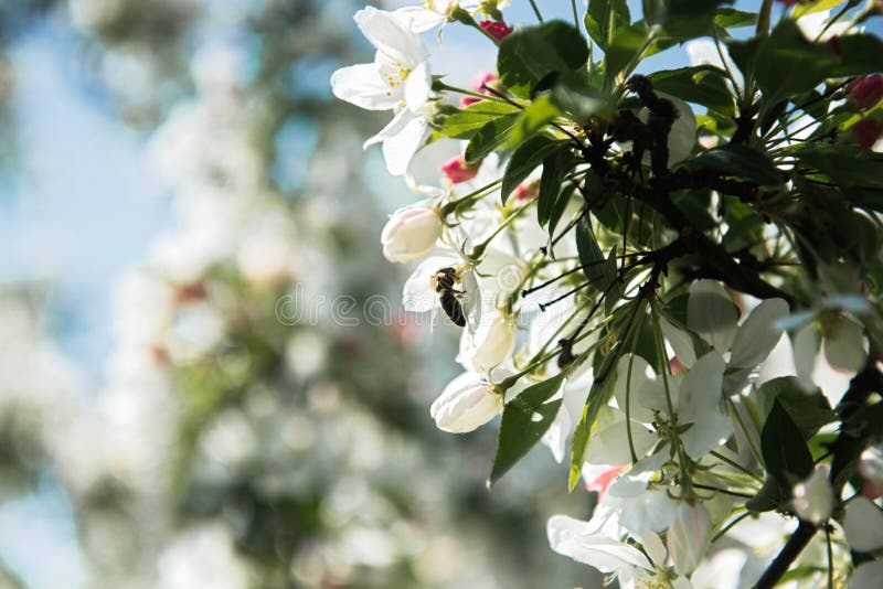 Beautiful Blossom Apple Tree Branches Swaying in the Wind in Spring ...