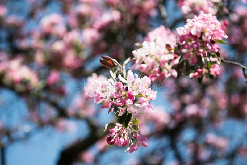 Beautiful Blossom Apple Tree Branches Swaying in the Wind in Spring ...