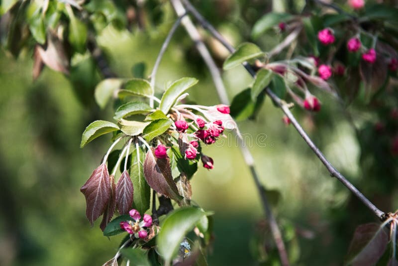 Beautiful Blossom Apple Tree Branches Swaying in the Wind in Spring ...