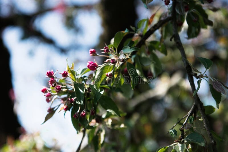 Beautiful Blossom Apple Tree Branches Swaying in the Wind in Spring ...