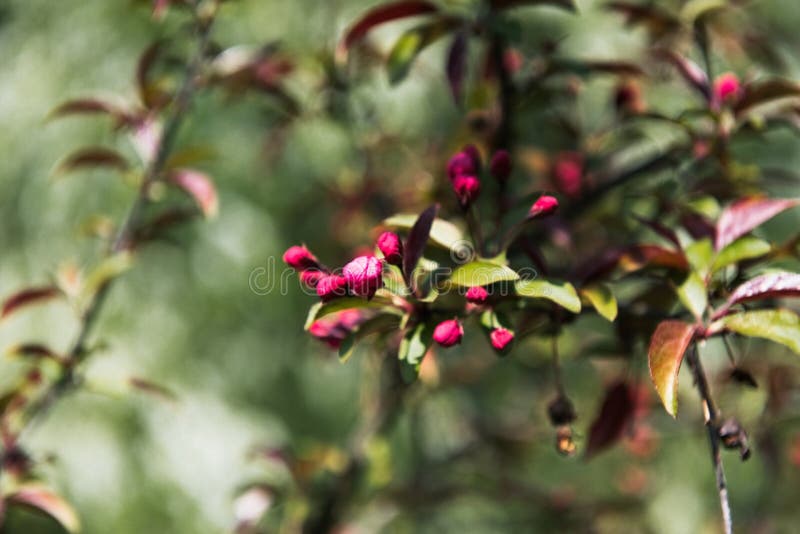Beautiful Blossom Apple Tree Branches Swaying in the Wind in Spring ...