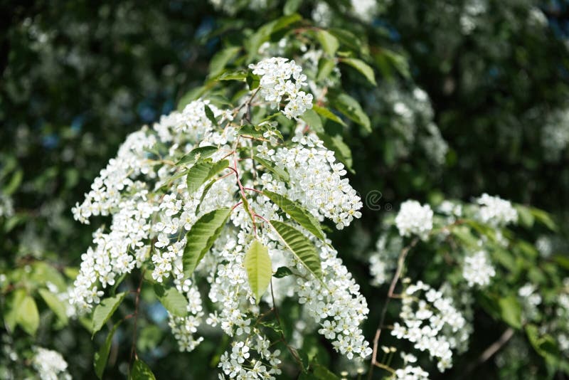 Beautiful Blossom Apple Tree Branches Swaying in the Wind in Spring ...