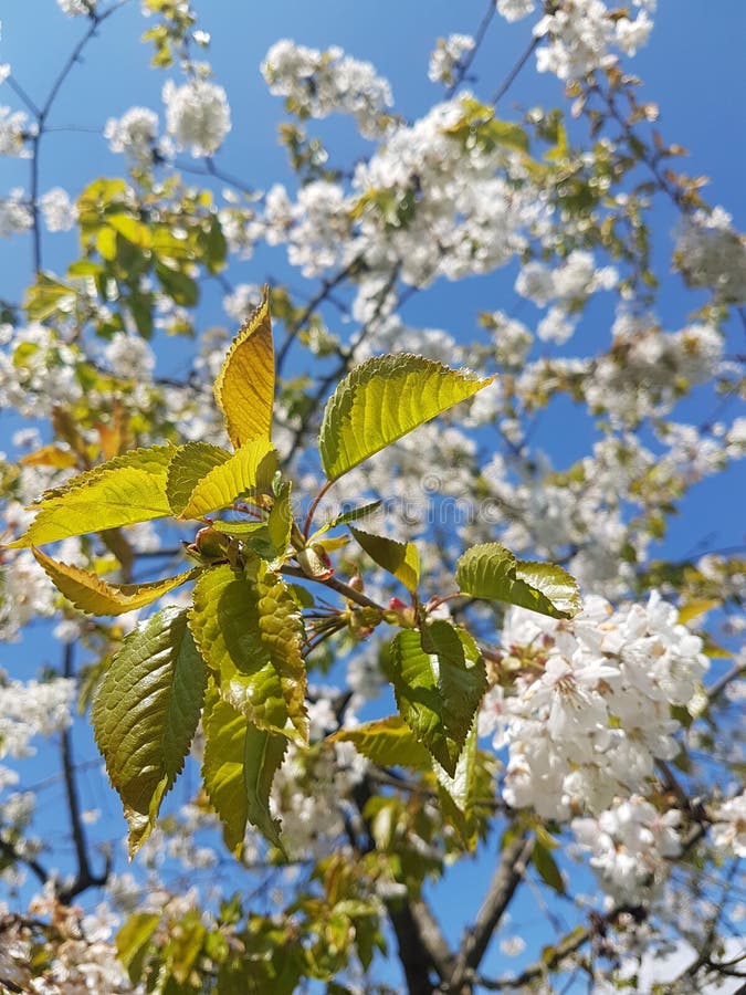 Beautiful Blossom Tree in the Sun Stock Photo - Image of flora ...