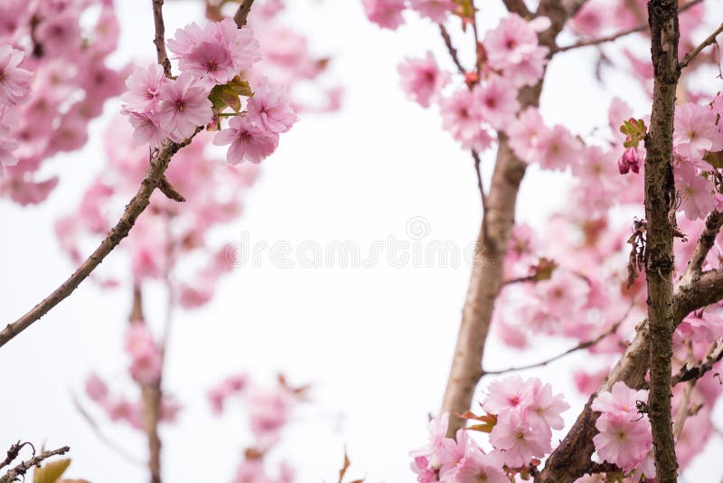 Beautiful Blossom of Japanese Cherry Tree Fresh Spring Background Stock ...