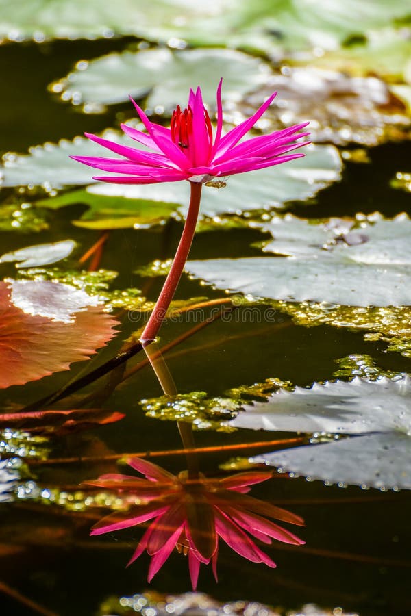 Beautiful Blossom Pink Lotus in Swamp Stock Image - Image of nature ...