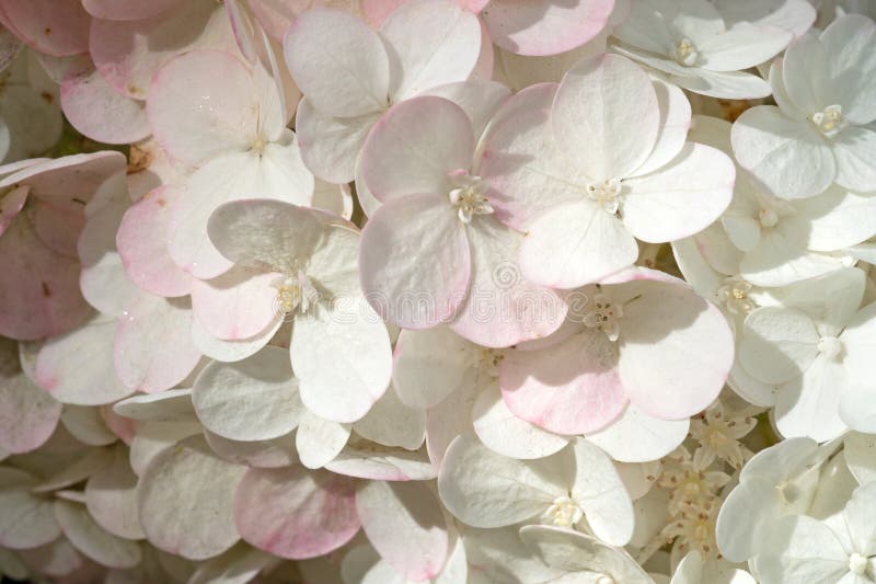 Beautiful Blossom of Pink-white Hydrangea Background at Cloudy Day ...