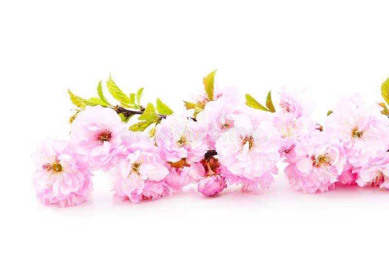 Beautiful blossom roses stock photo. Image of element - 180876786