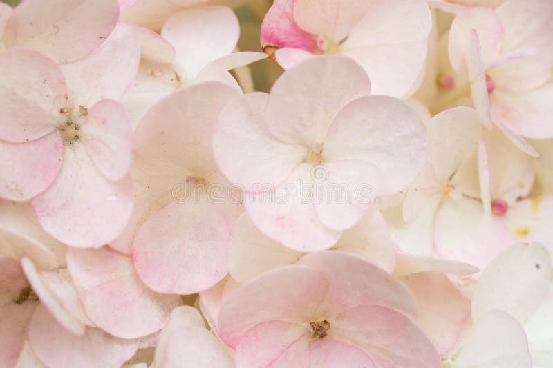Beautiful Blossom of Soft Pink Hydrangea Background at Cloudy Day ...
