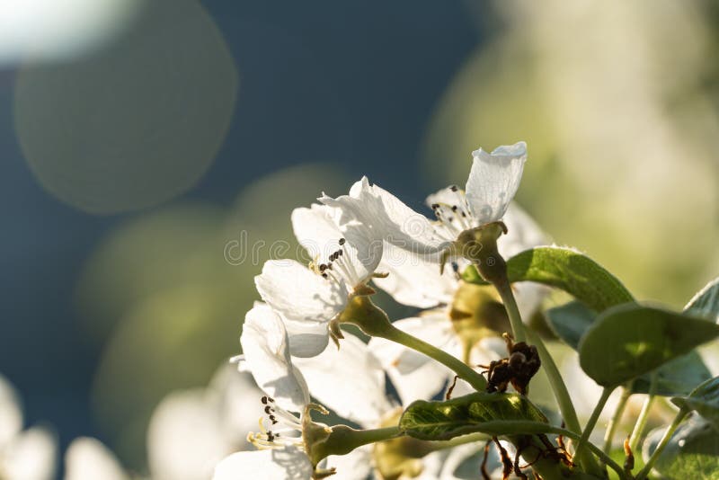 Beautiful Blossom Tree, Nature Scene with Sun Stock Photo - Image of ...