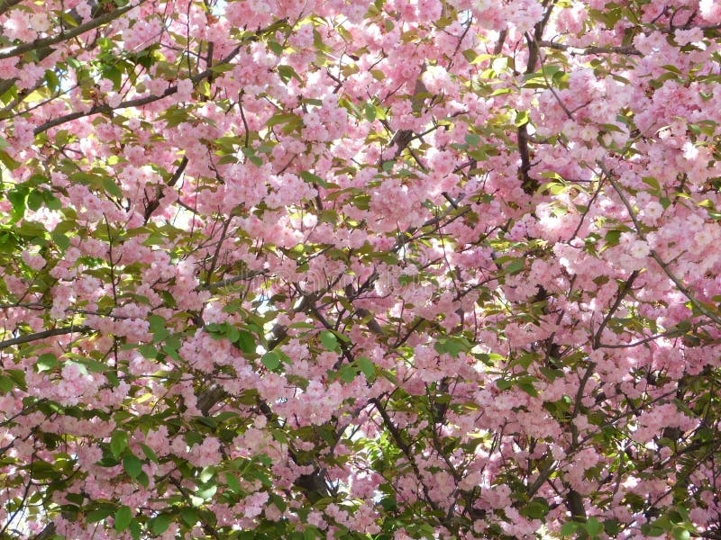 Beautiful Blossoming Branches of Sakura Tree with Pink Petals Stock ...