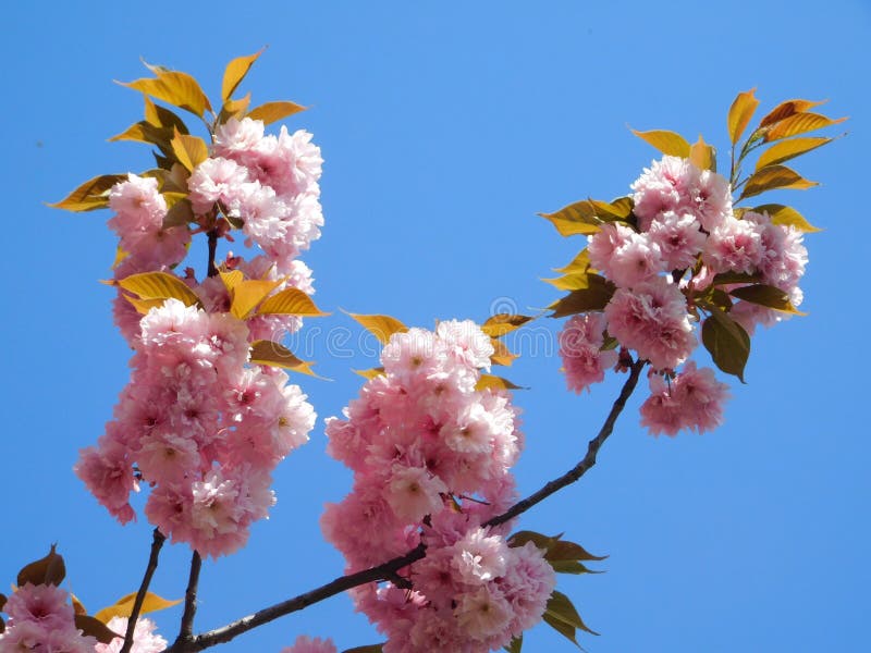 Beautiful Blossoming Branches of Sakura Tree with Pink Petals Stock ...