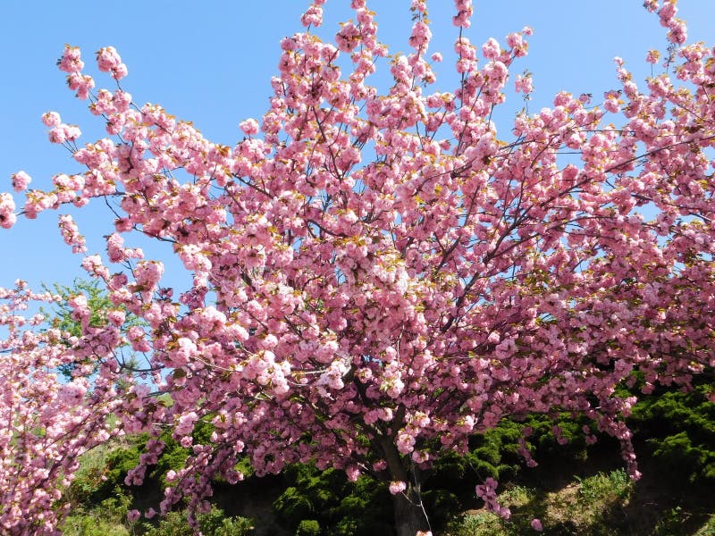 Beautiful Blossoming Branches of Sakura Tree with Pink Petals Stock ...
