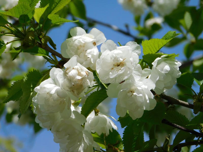 Beautiful Blossoming Branches of Sakura Tree with White Petals Stock ...