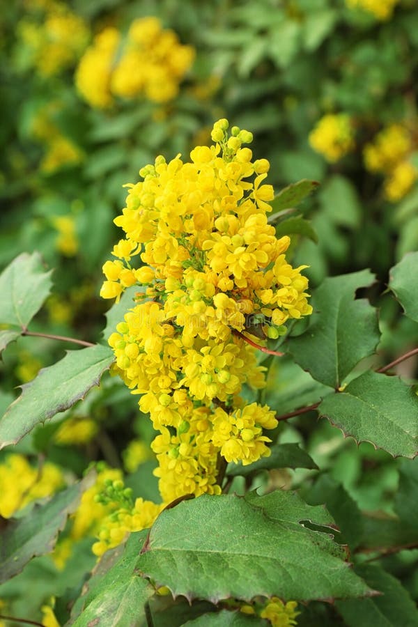Beautiful Blossoming Bush with Yellow Flowers on Spring Day Stock Photo ...