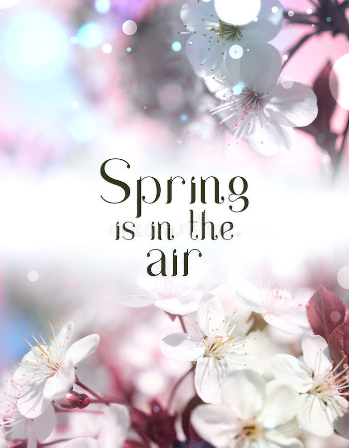 Beautiful Blossoming Cherry Tree. Hello Spring Stock Photo - Image of ...