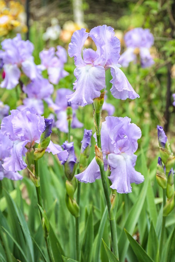 Beautiful Blossoming Irises on Spring Day Outdoors Stock Photo - Image ...