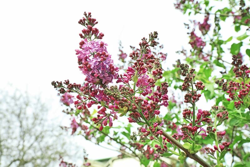 Beautiful Blossoming Lilac on Spring Day Stock Image - Image of branch ...