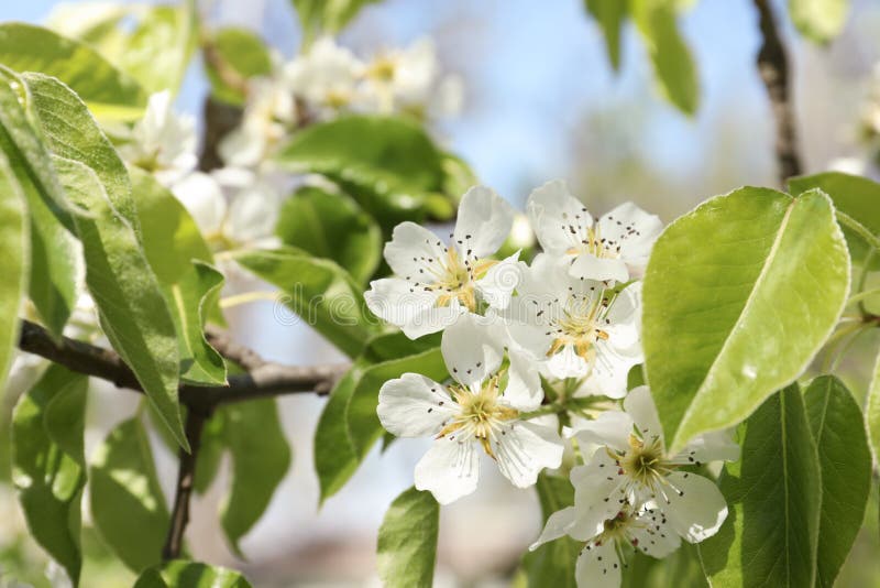 Beautiful Blossoming Pear Tree Outdoors on Sunny Day, Closeup Stock ...
