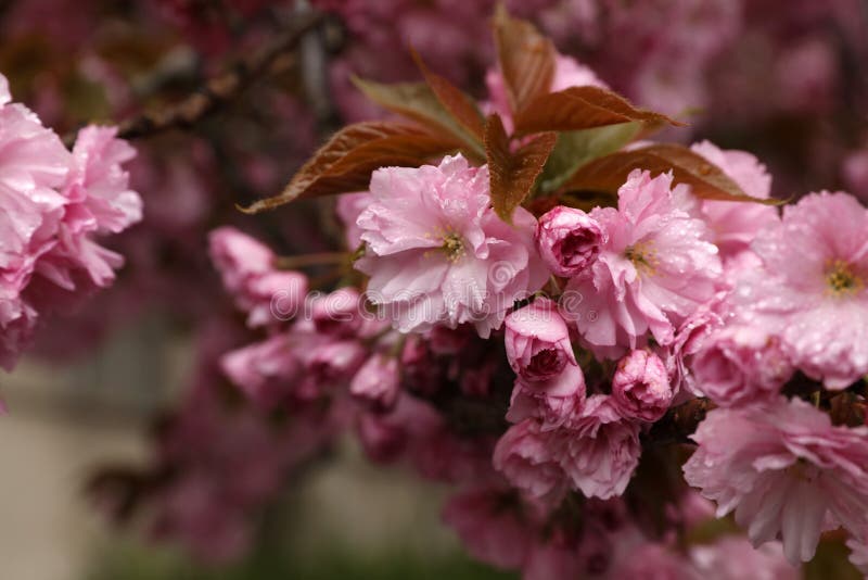 Beautiful Blossoming Sakura with Water Drops Outdoors on Spring Day ...
