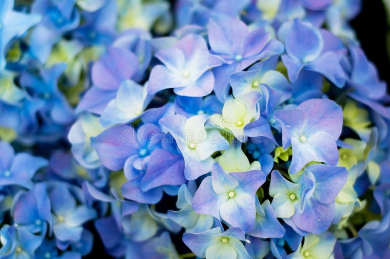 Beautiful Blossoming Tender Blue Hydrangea Flowers Texture, Close Up ...