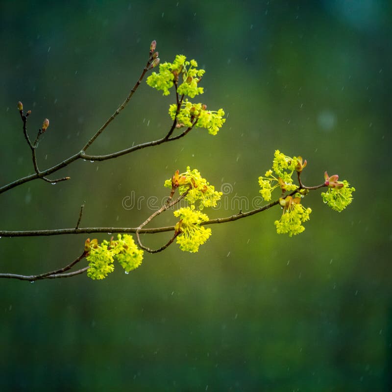 Beautiful Blossoming Tree Branches in the Spring. Natural Scenery with ...