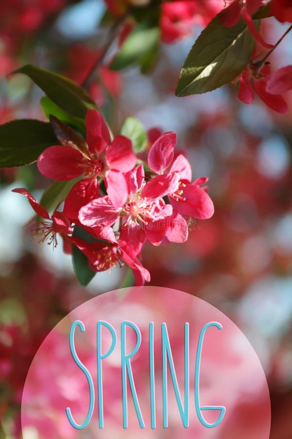 Beautiful Blossoming Tree with Pink Flowers. Hello Spring Stock Photo ...