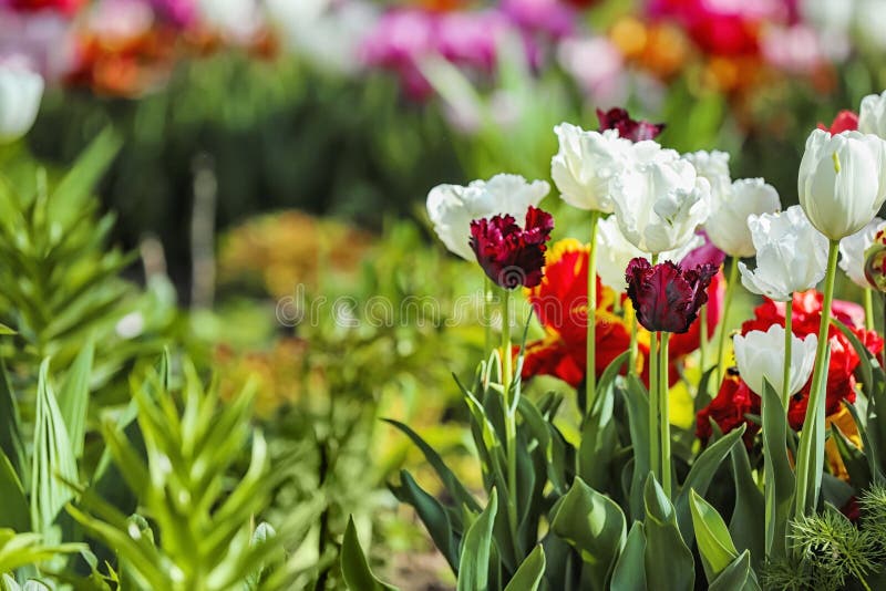 Beautiful Blossoming Tulips Outdoors Stock Photo - Image of meadow ...