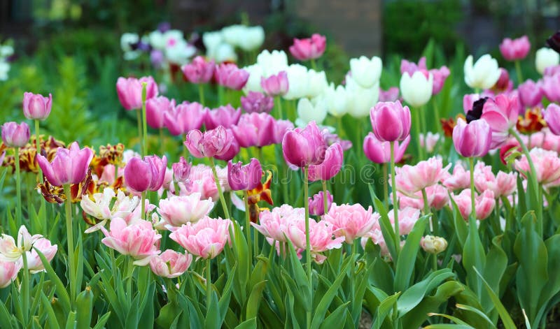 Beautiful Blossoming Tulips on Sunny Spring Day Outdoors Stock Photo ...