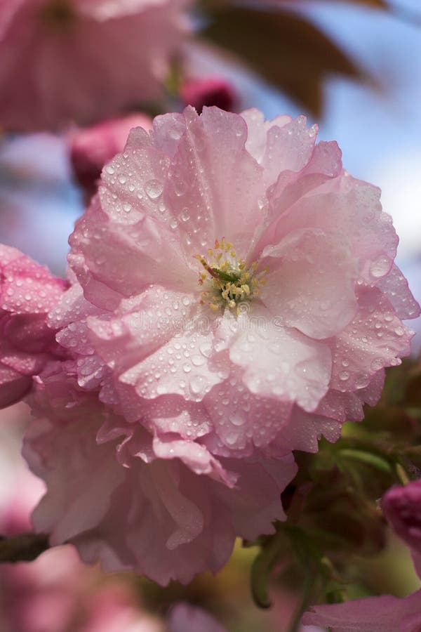 Beautiful Blossoms stock photo. Image of season, sunshine - 2372748