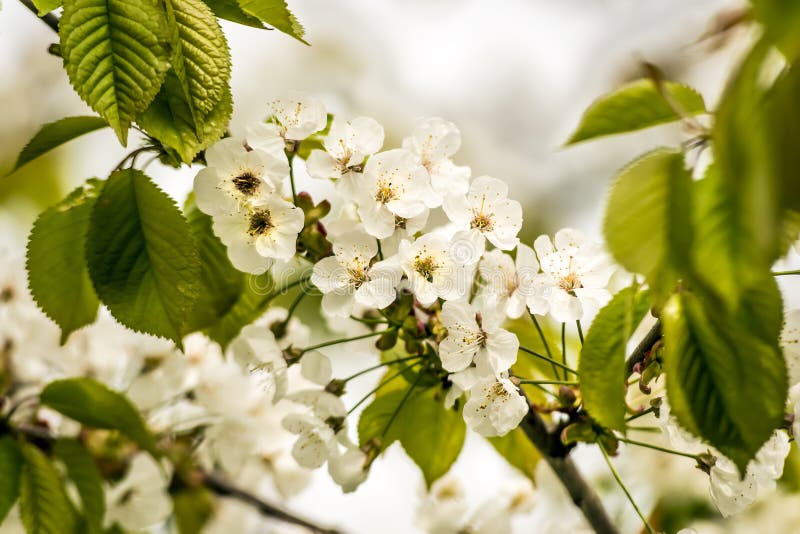 Beautiful blossoms stock image. Image of closeup, nature - 30733511