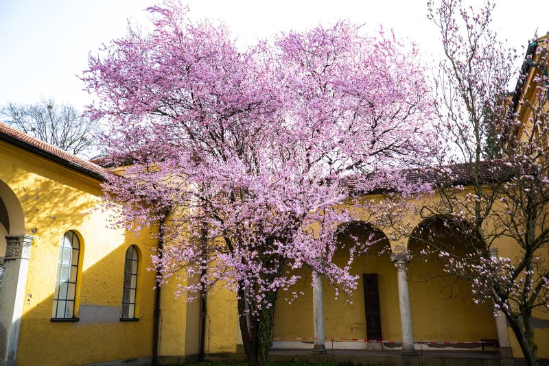 Beautiful Blossoms of an Ornamental Cherry Tree, Branch of an ...