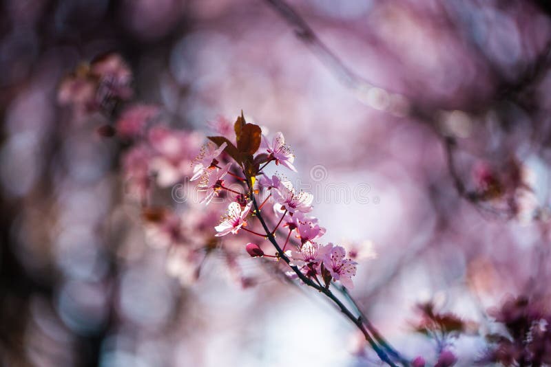 Beautiful Blossoms of an Ornamental Cherry Tree, Branch of an ...