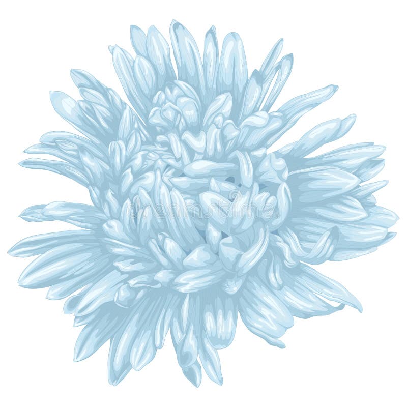 Beautiful Blue Aster Isolated on White Background . Stock Illustration ...