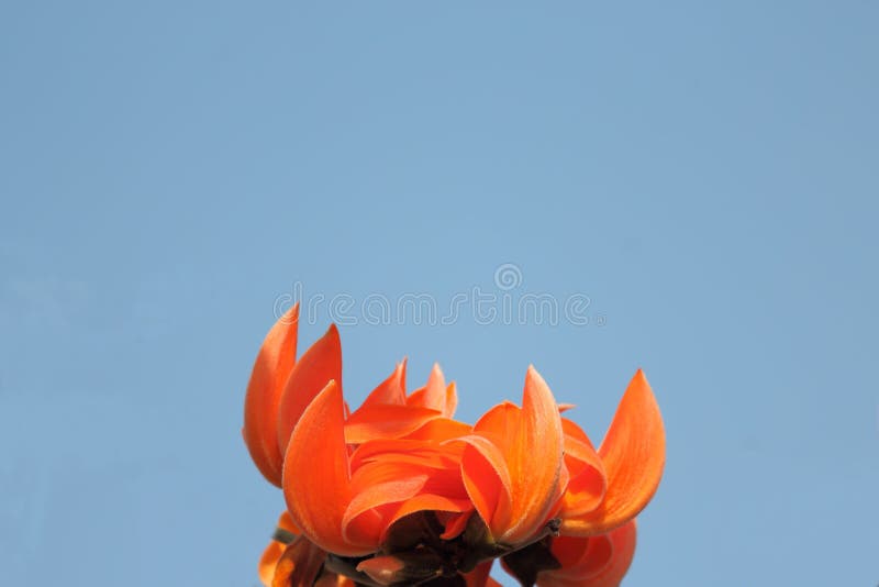 Flower of Palash, Butea Monosperma, Natural, Nature Stock Image - Image of seeds, trunk: 177888827