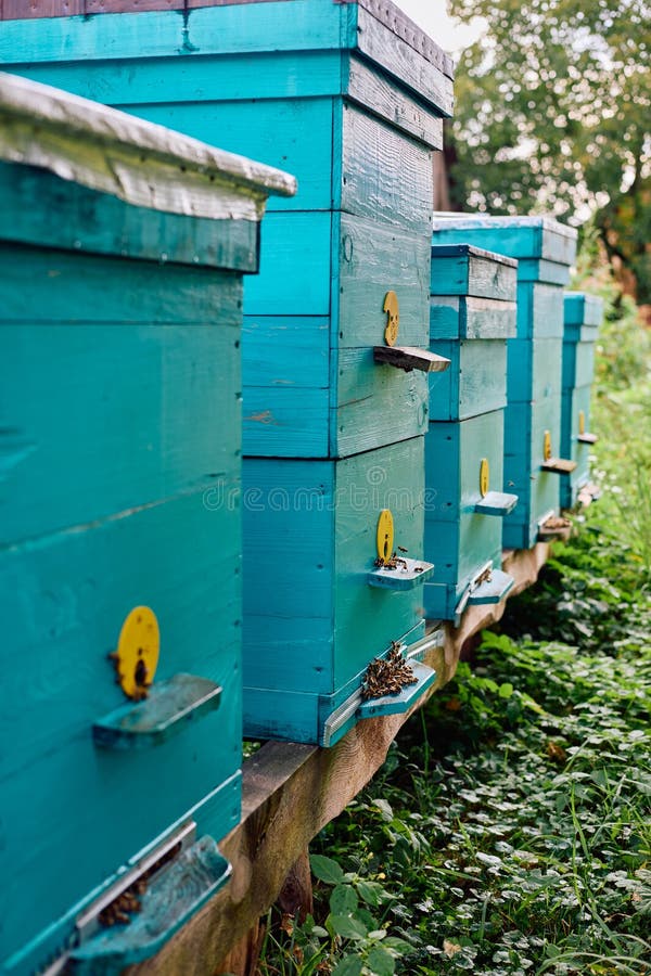 Beautiful Blue Beehives Small Apiary Home Garden Stock Photos - Free ...
