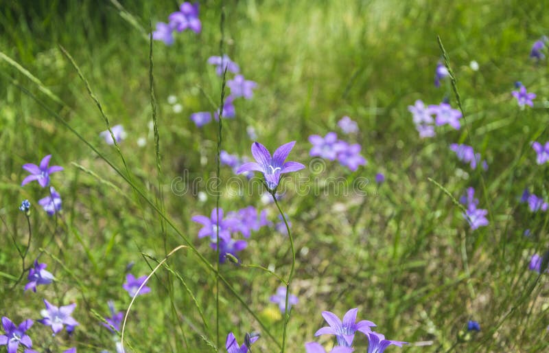 Beautiful Blue Bell Flowers on Meadow Stock Image - Image of flower ...