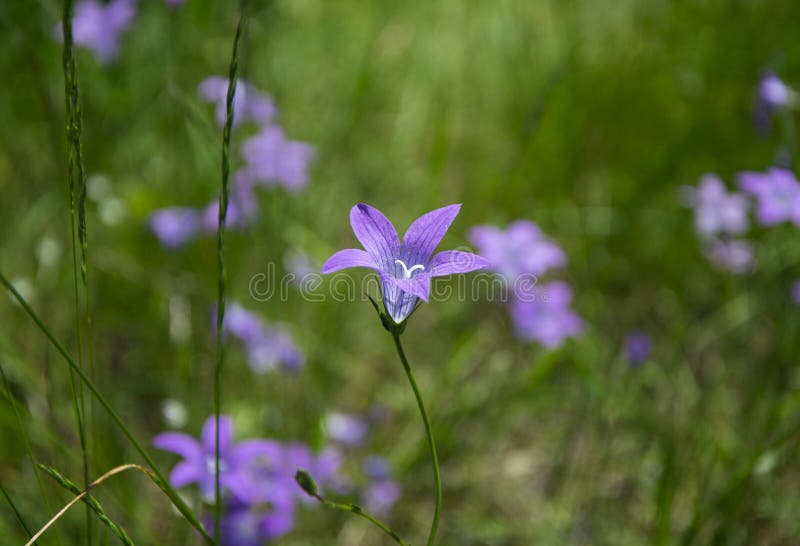 Beautiful Blue Bell Flowers on Meadow Stock Photo - Image of macro ...